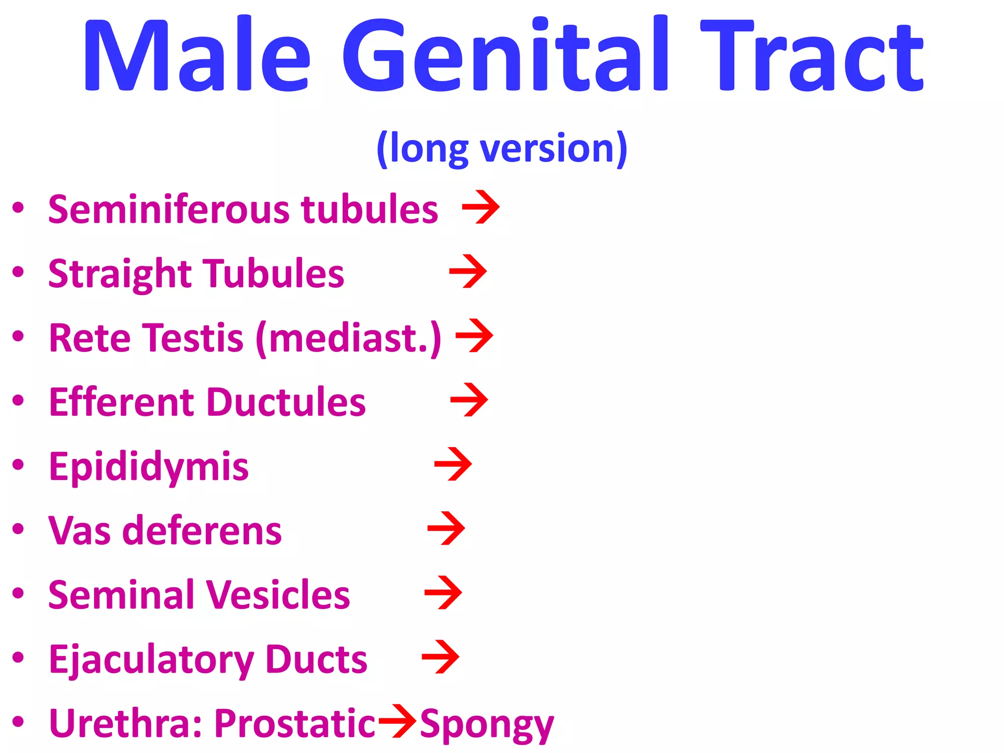 Male genital system | PPTX