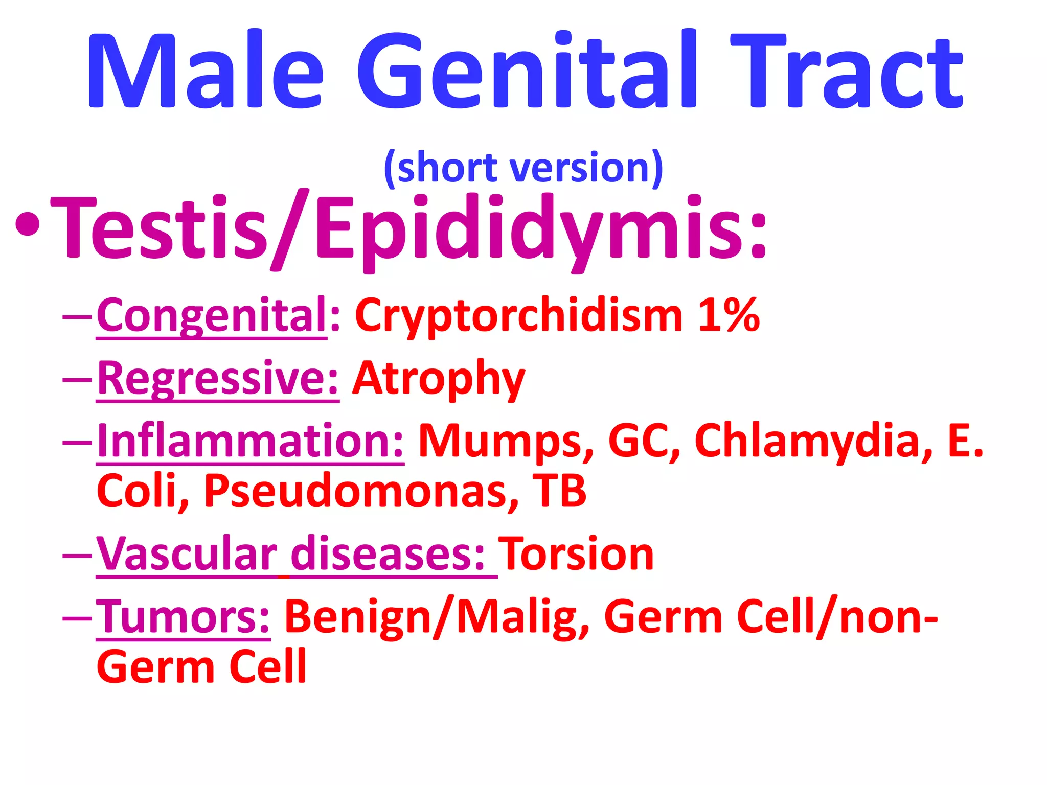 Male genital system | PPTX