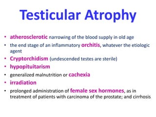 Male genital system | PPTX