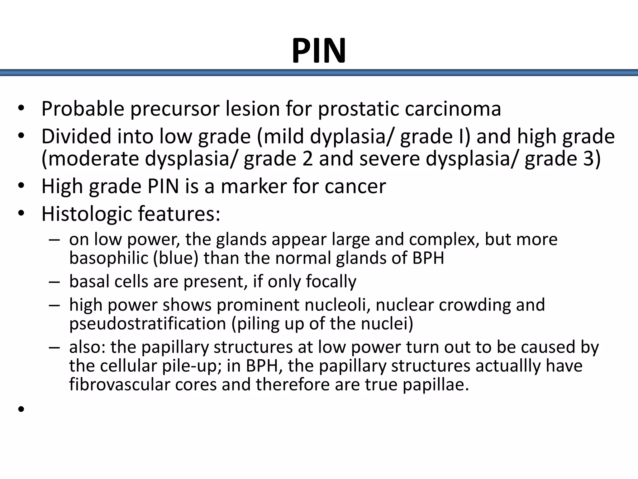 Male genital 3 | PPTX