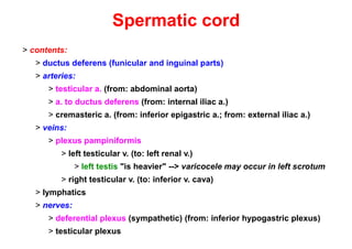 Male genital apparatus (2022-04).pdf