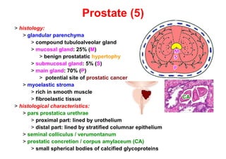 Male genital apparatus (2022-04).pdf