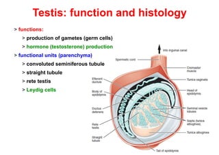 Male genital apparatus (2022-04).pdf