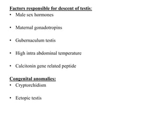 Male genitalia-Forensic | PPTX