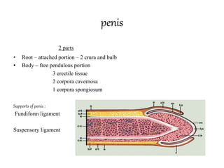 Male genitalia-Forensic | PPTX