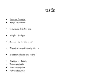 Male genitalia-Forensic | PPTX
