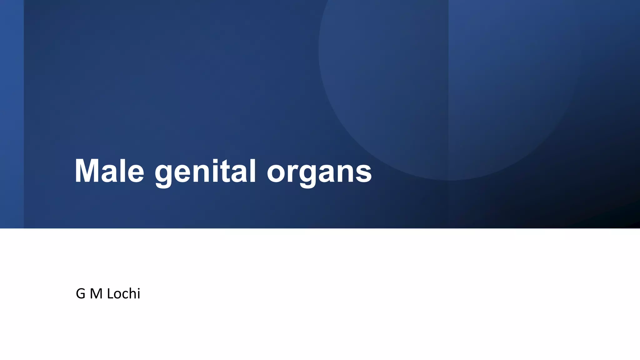 Male genital organs. | PPTX