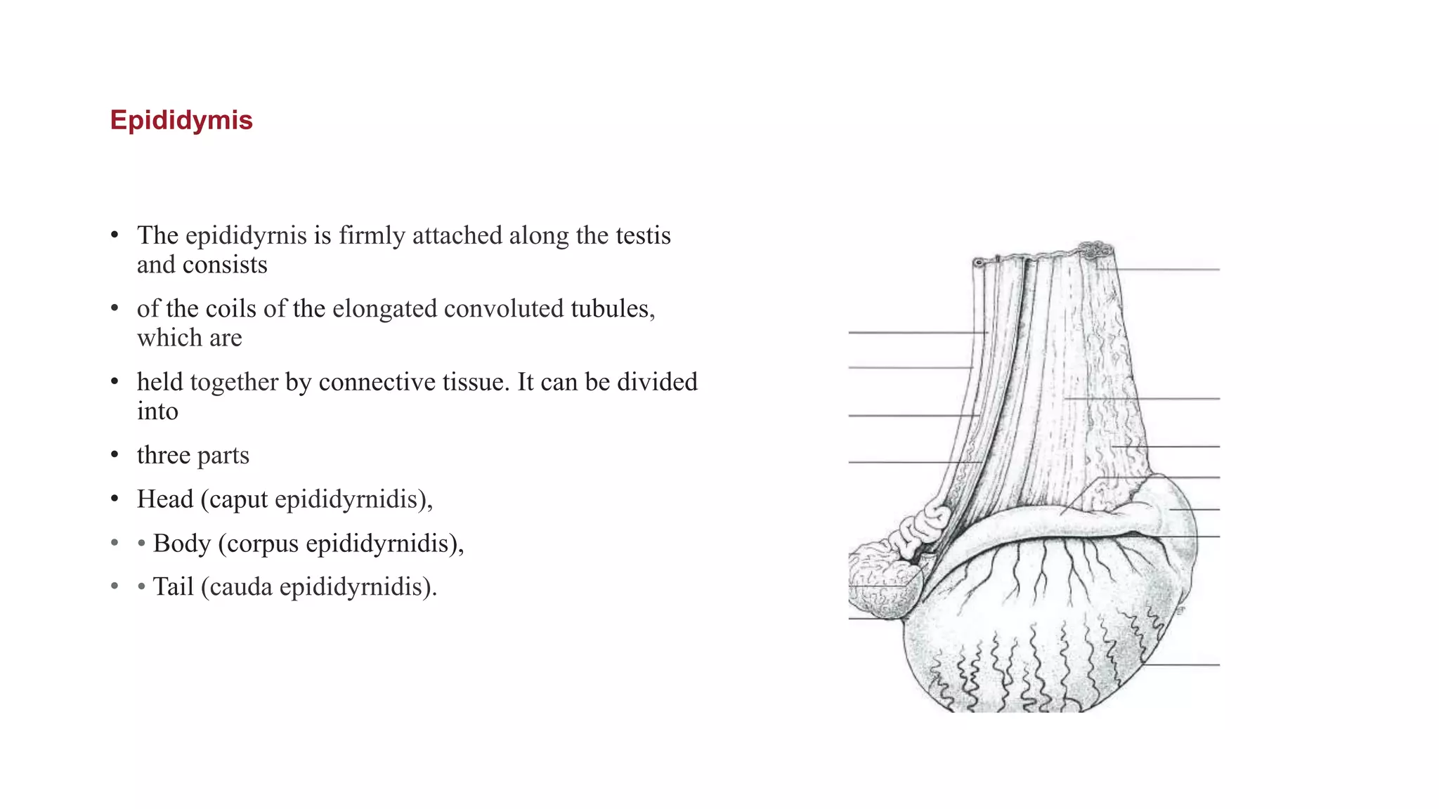 Male genital organs. | PPTX