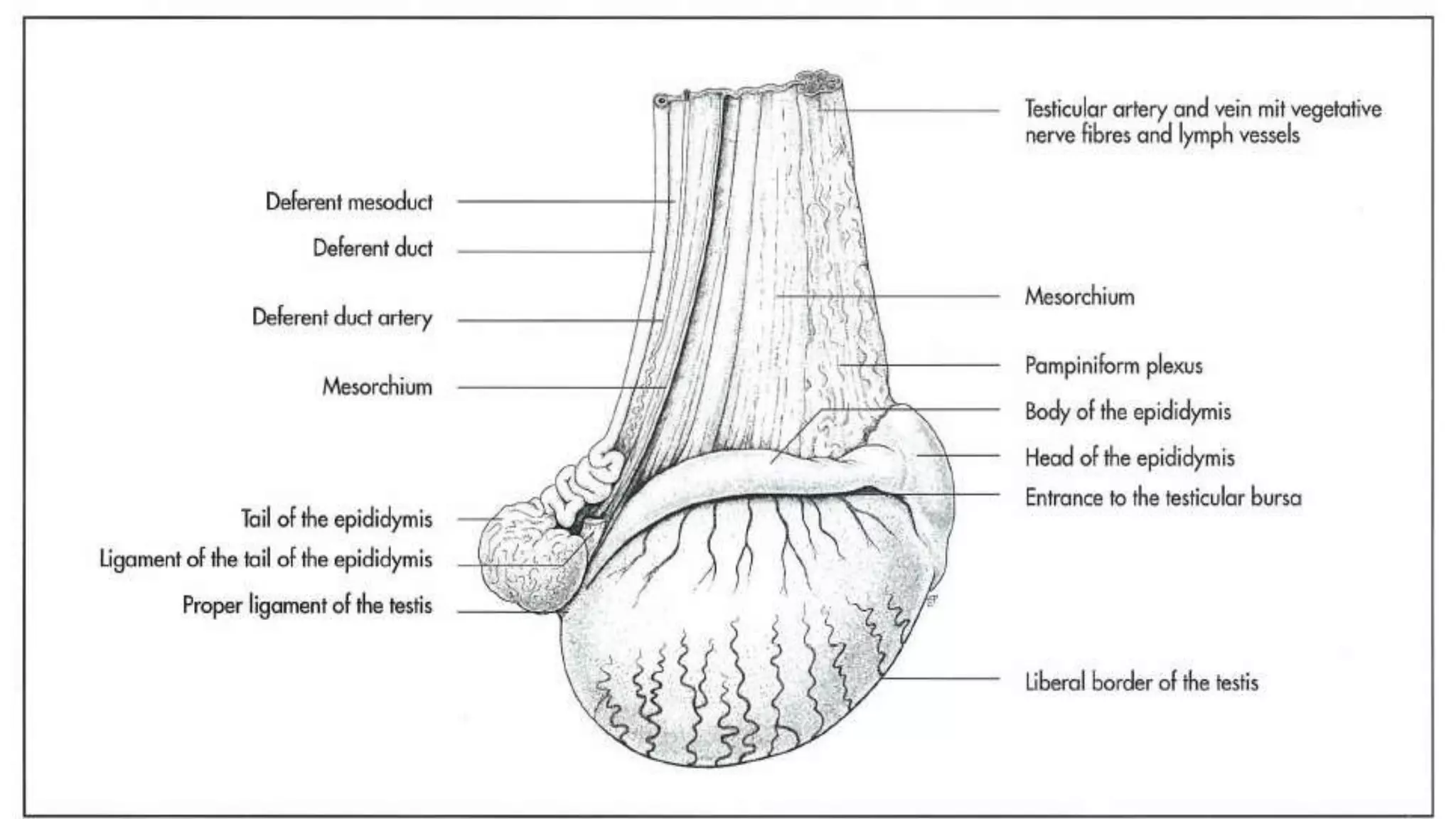 Male genital organs. | PPTX