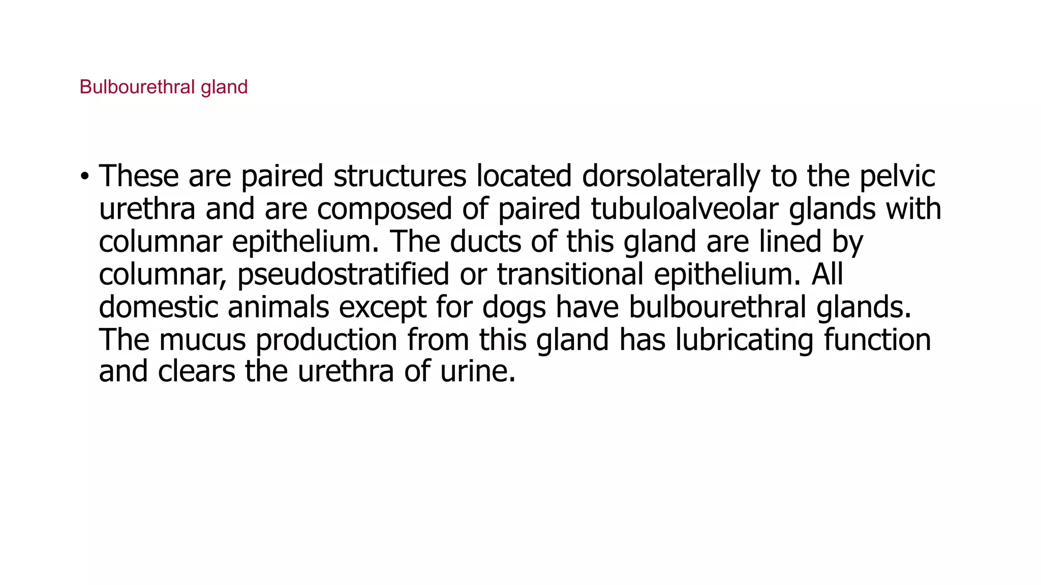 Male genital organs. | PPTX