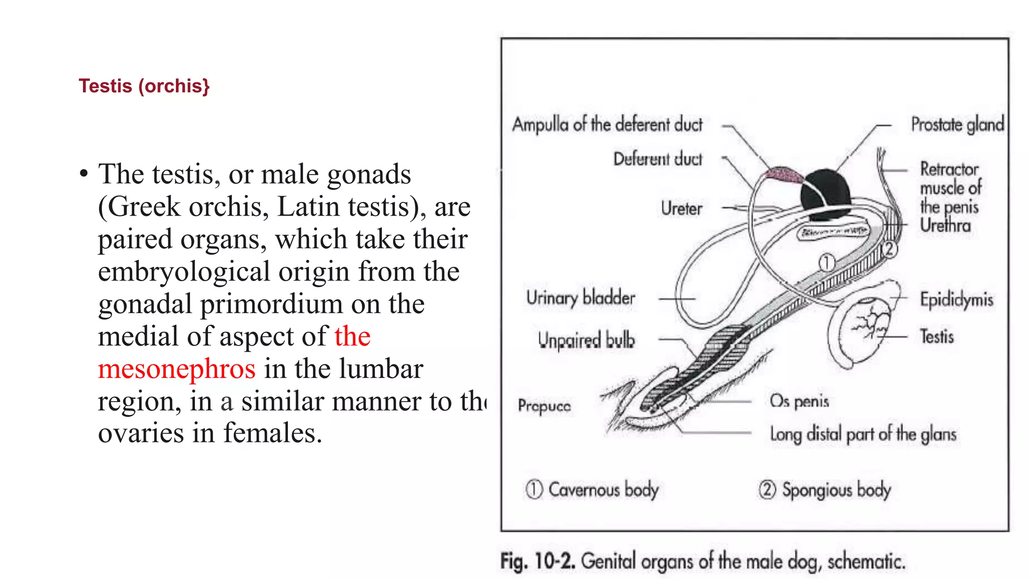 Male genital organs. | PPTX