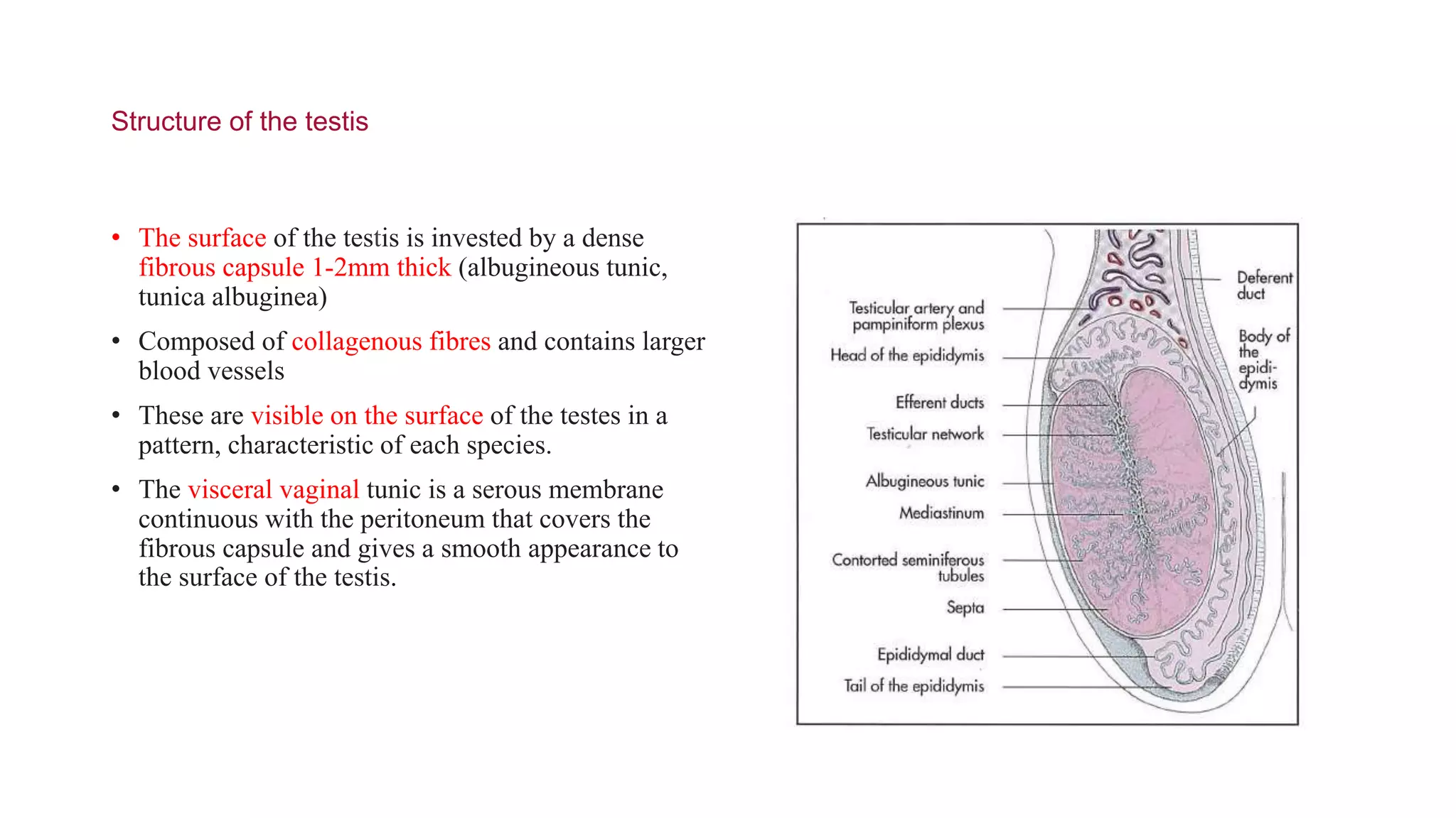 Male genital organs. | PPTX