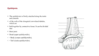 Male genital organs. | PPTX