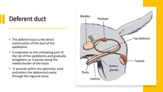 Male genital organs. | PPTX