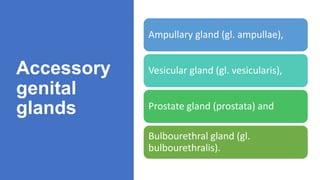 Male genital organs. | PPTX