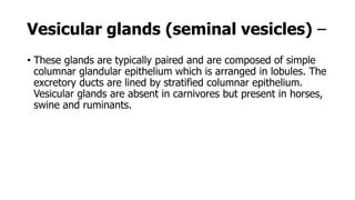 Male genital organs. | PPTX
