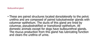 Male genital organs. | PPTX