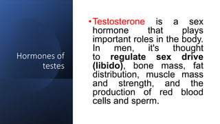 Male genital organs. | PPTX
