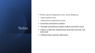 Male genital organs. | PPTX