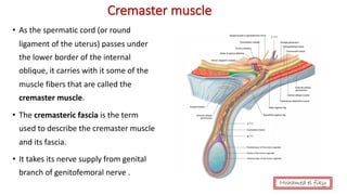 Anatomy of Male genital organs [auto saved] | PDF