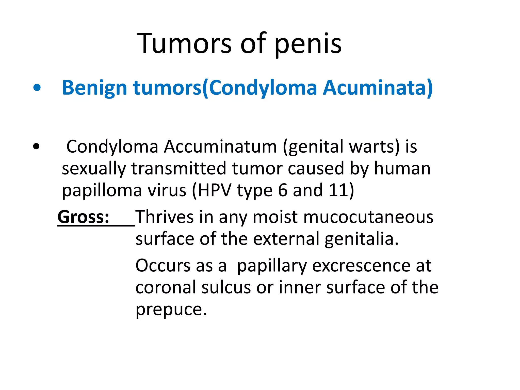 Male genital part i | PPTX