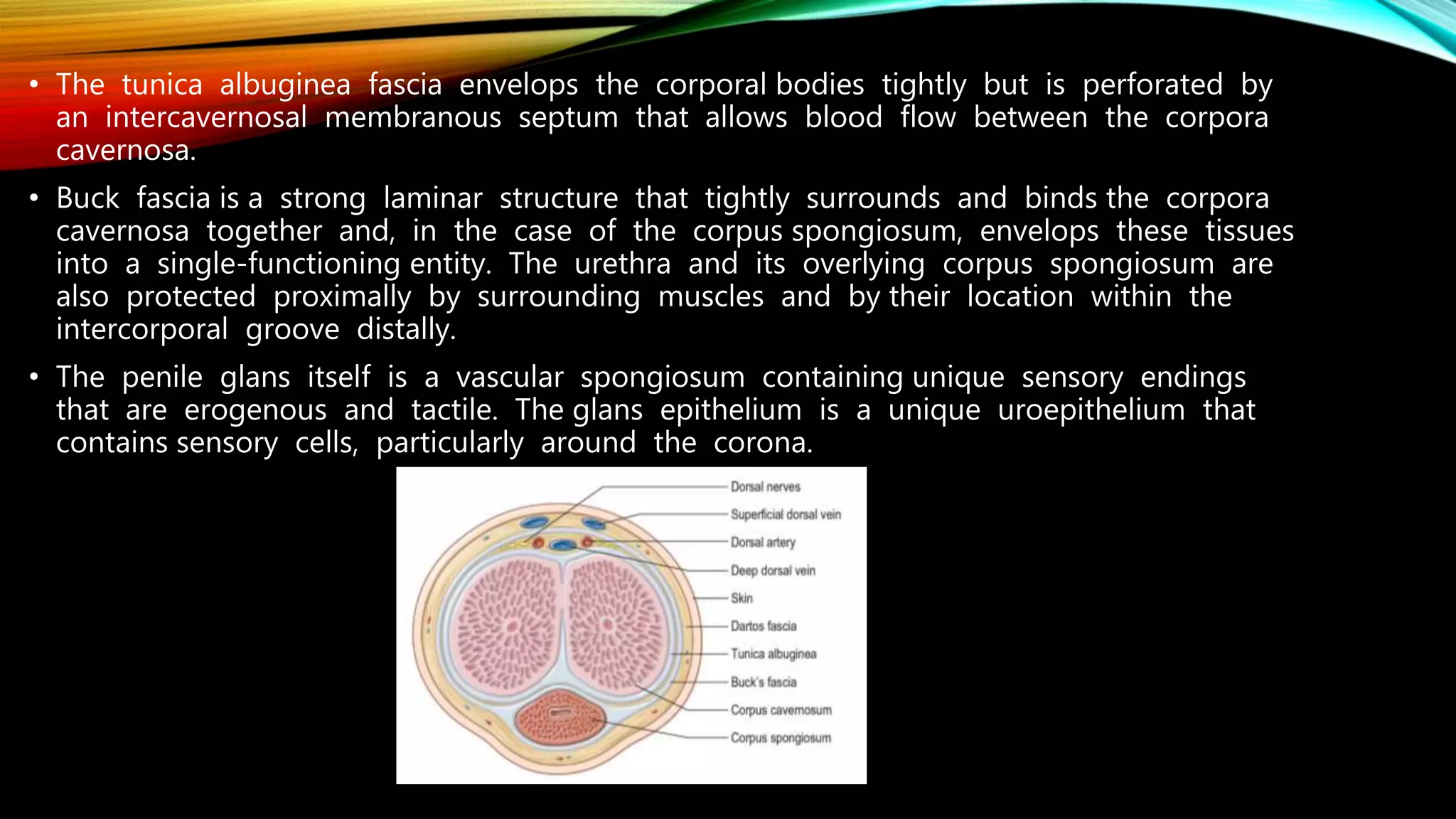 male genitalia congenital diseases | PPTX
