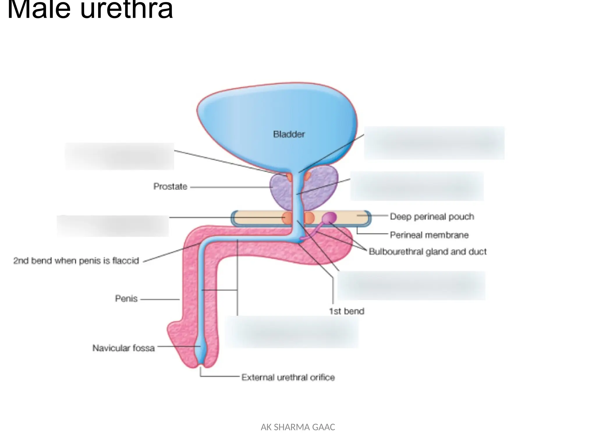 male genital system ppt for male genital system.pptx