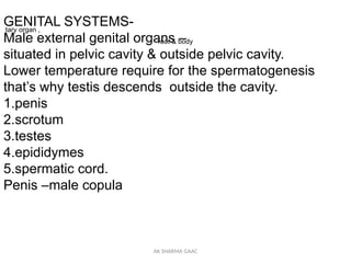 male genital system ppt for male genital system.pptx