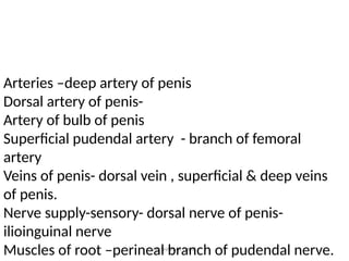 male genital system ppt for male genital system.pptx