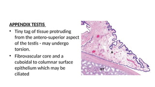 MALE GENITAL SYSTEM and Risk Factors for Prostate Cancer | PPTX
