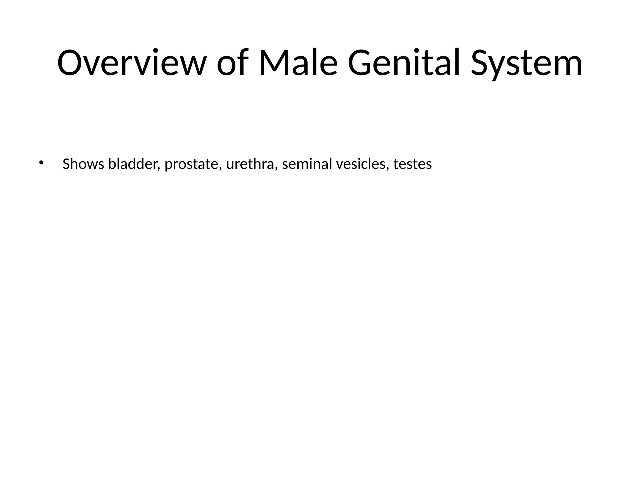 Male_Genital_System_Anatomy_Illustrated.pptx