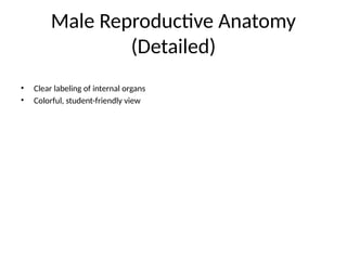 Male_Genital_System_Anatomy_Illustrated.pptx