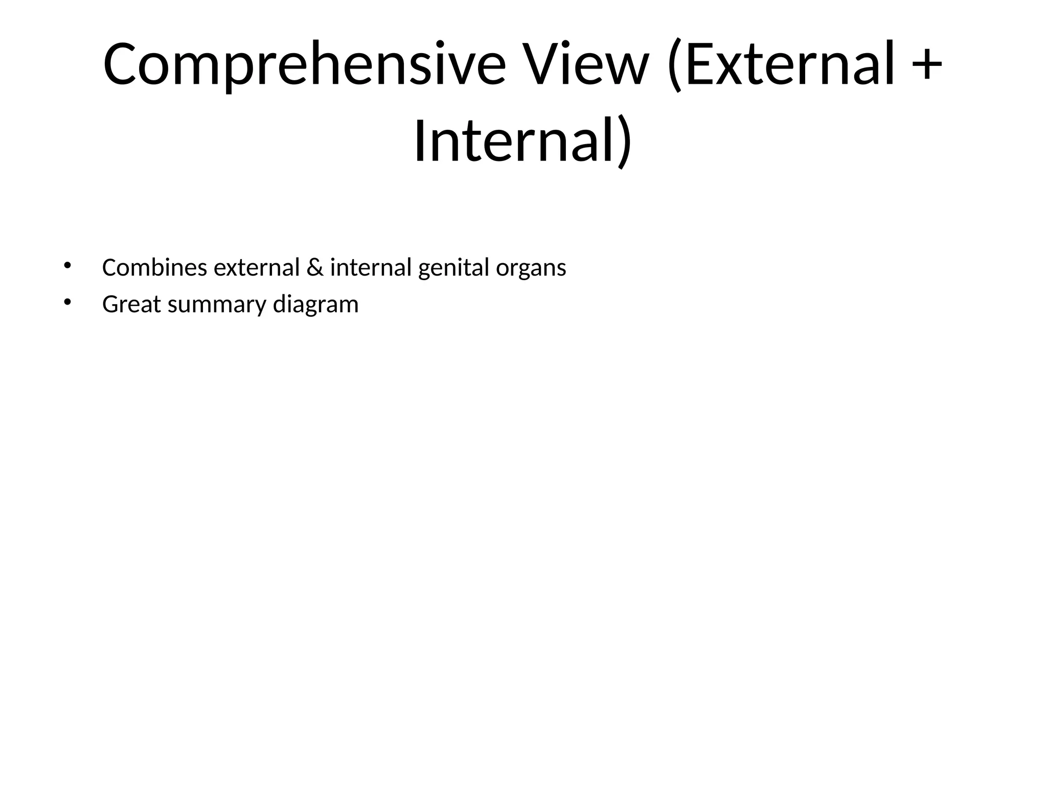Male_Genital_System_Anatomy_Illustrated.pptx