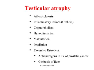 Causes Of Testicular Atrophy