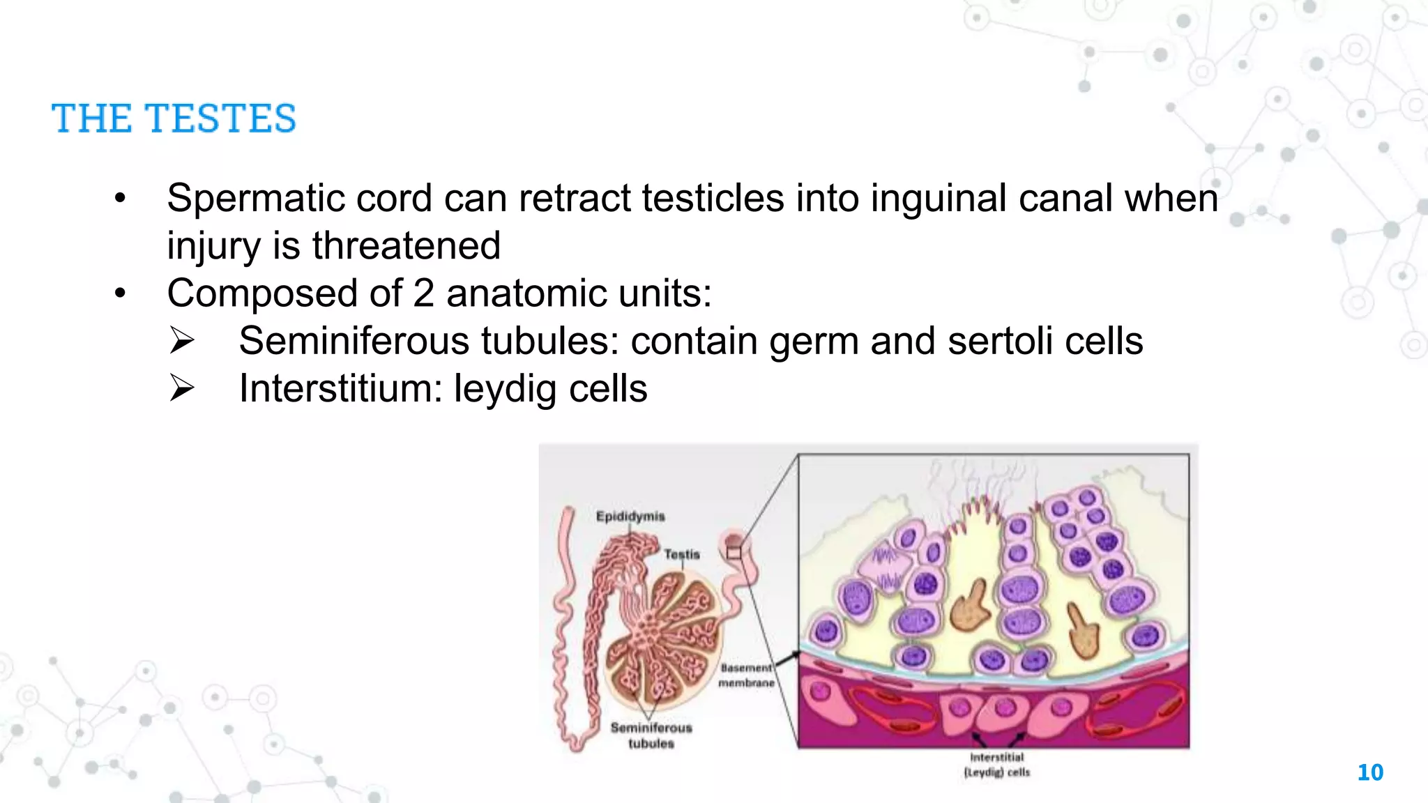 MALE GONADAL HORMONES 2022 final.pptx