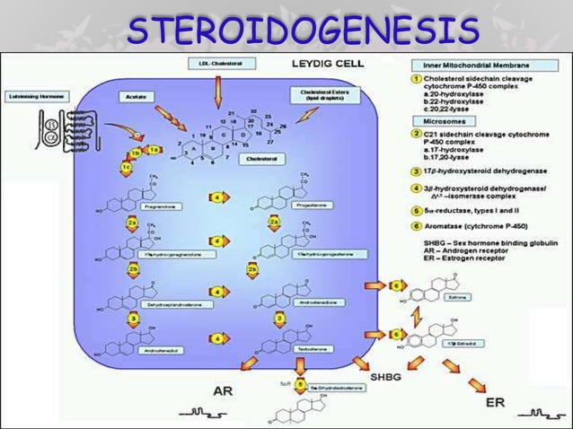 MALE HORMONES.pptx