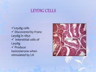 MALE HORMONES.pptx