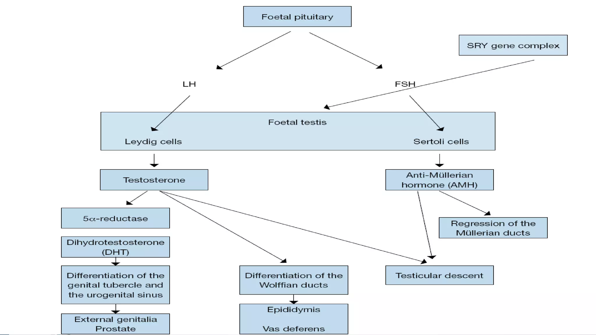 Male Hypogonadism - Rivin | PPTX