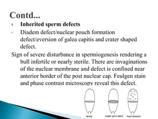 Male Animal infertility | PPTX