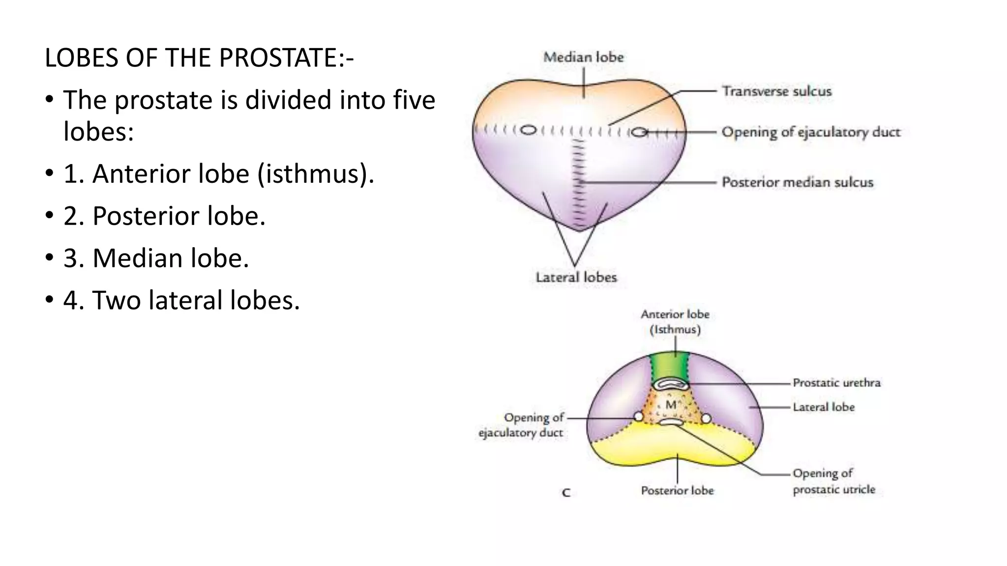 Male internal genital organ | PPTX