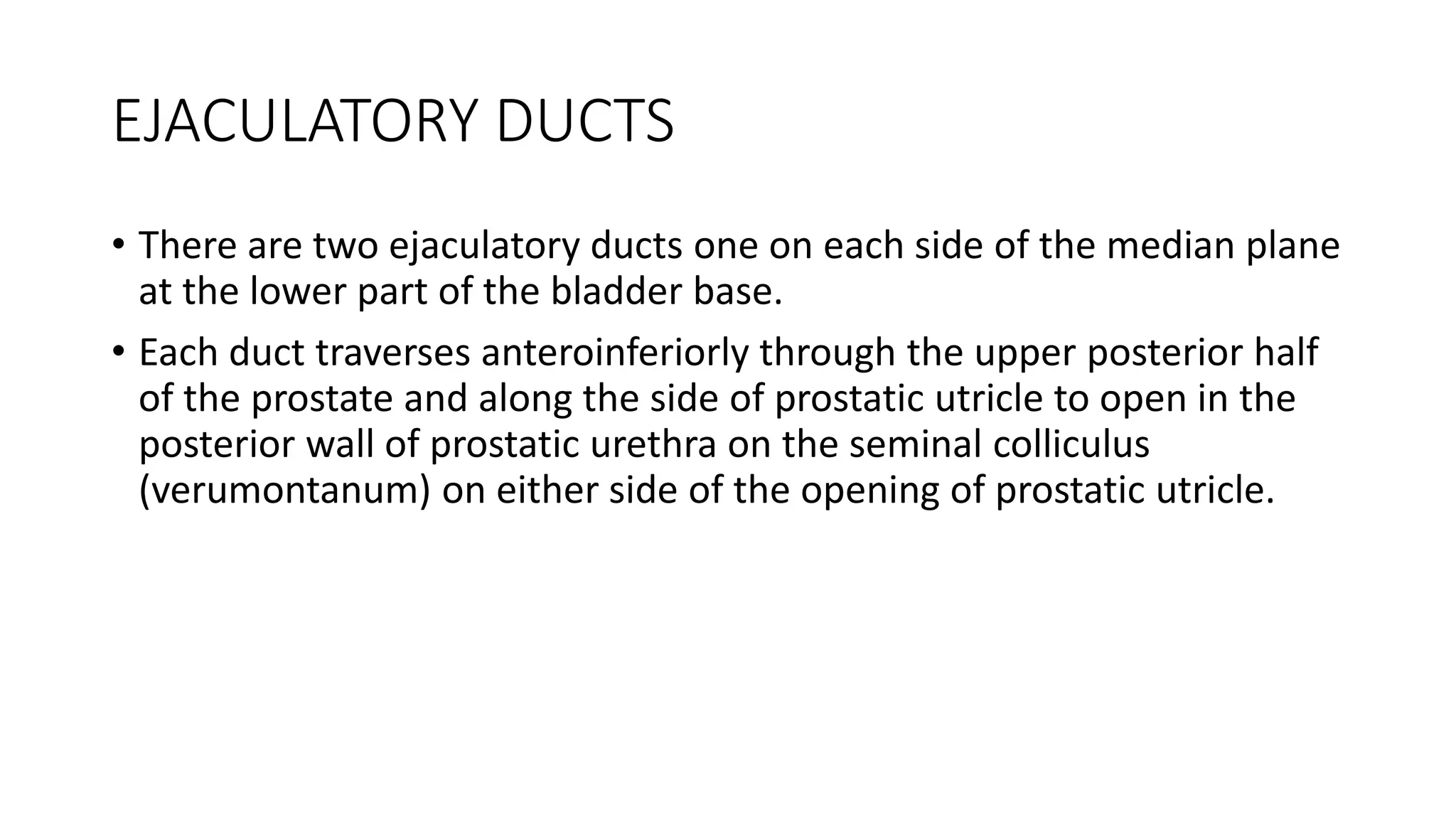 Male internal genital organ | PPTX