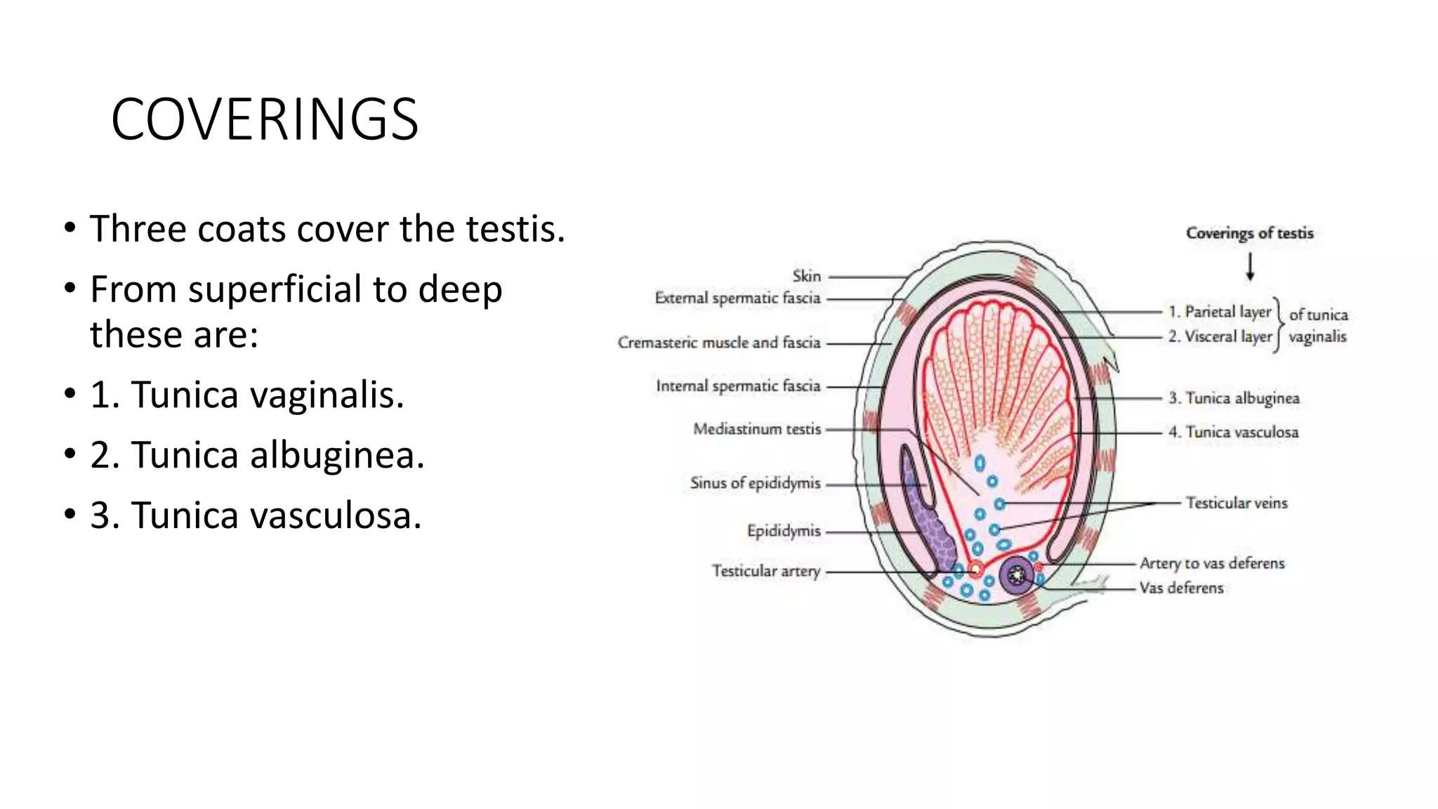 Male internal genital organ | PPTX
