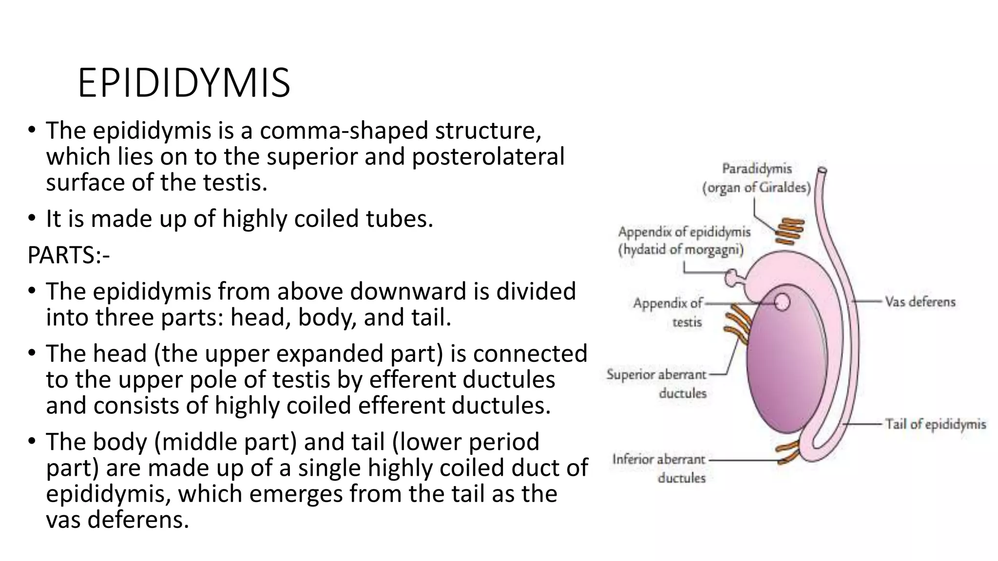 Male internal genital organ | PPTX