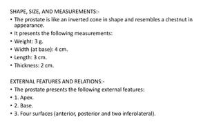 Male internal genital organ | PPTX