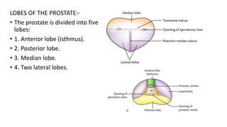 Male internal genital organ | PPTX