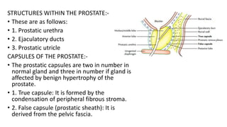 Male internal genital organ | PPTX