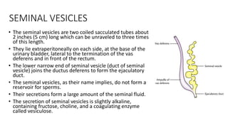 Male internal genital organ | PPTX