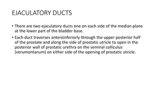 Male internal genital organ | PPTX