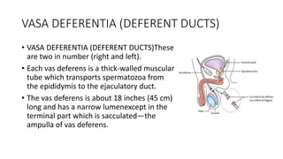 Male internal genital organ | PPTX