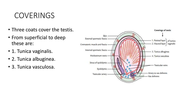 Male internal genital organ | PPTX | Reproductive Health | Diseases and ...